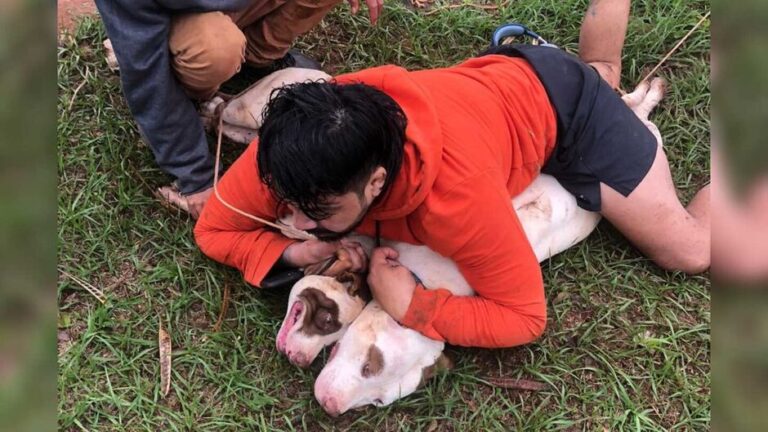 Ataque de pitbull: Dr. Pet explica como se defender e alerta sobre ...