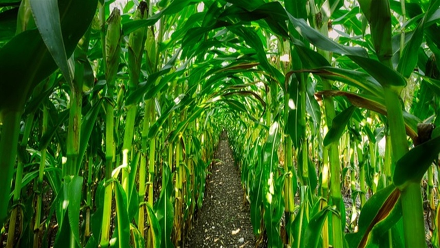 Milho segue pouco dinâmico - O Correio News